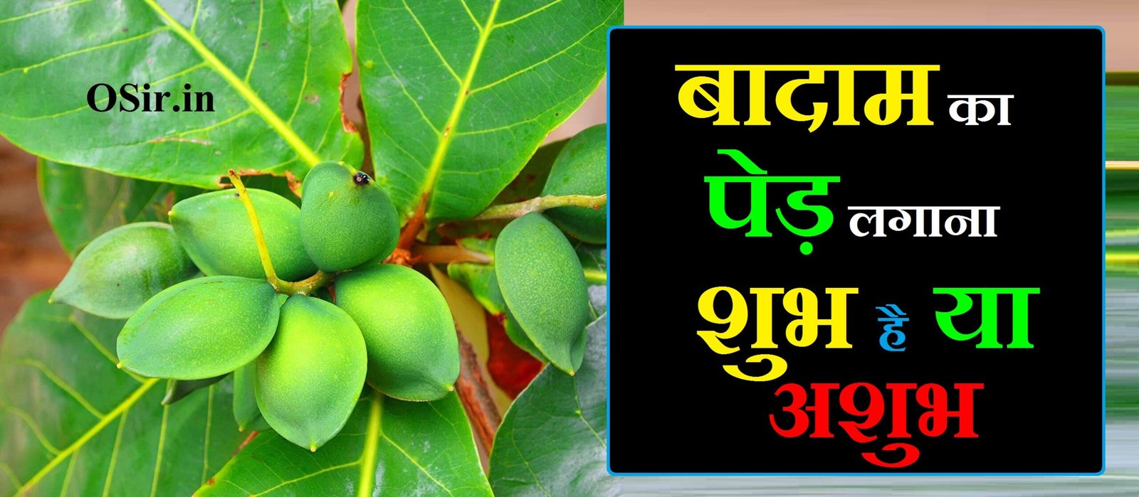 जाने बादाम का पेड़ शुभ या अशुभ : बादाम का पेड़ लगाने के फायदे और कैसे ...