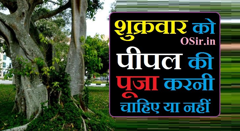 पीपल पूजन नियम : शुक्रवार को पीपल की पूजा करनी चाहिए या नहीं ...