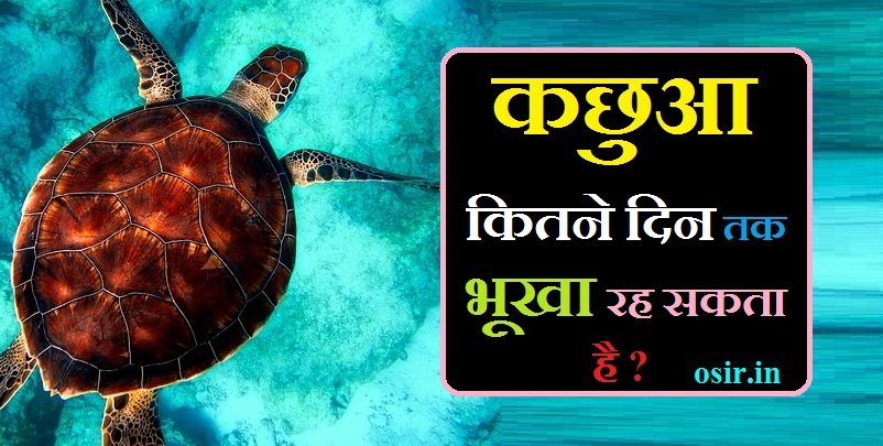 कछुआ कितने दिन तक भूखा रह सकता है ? कछुआ क्या खाता है?| kachua kitne ...